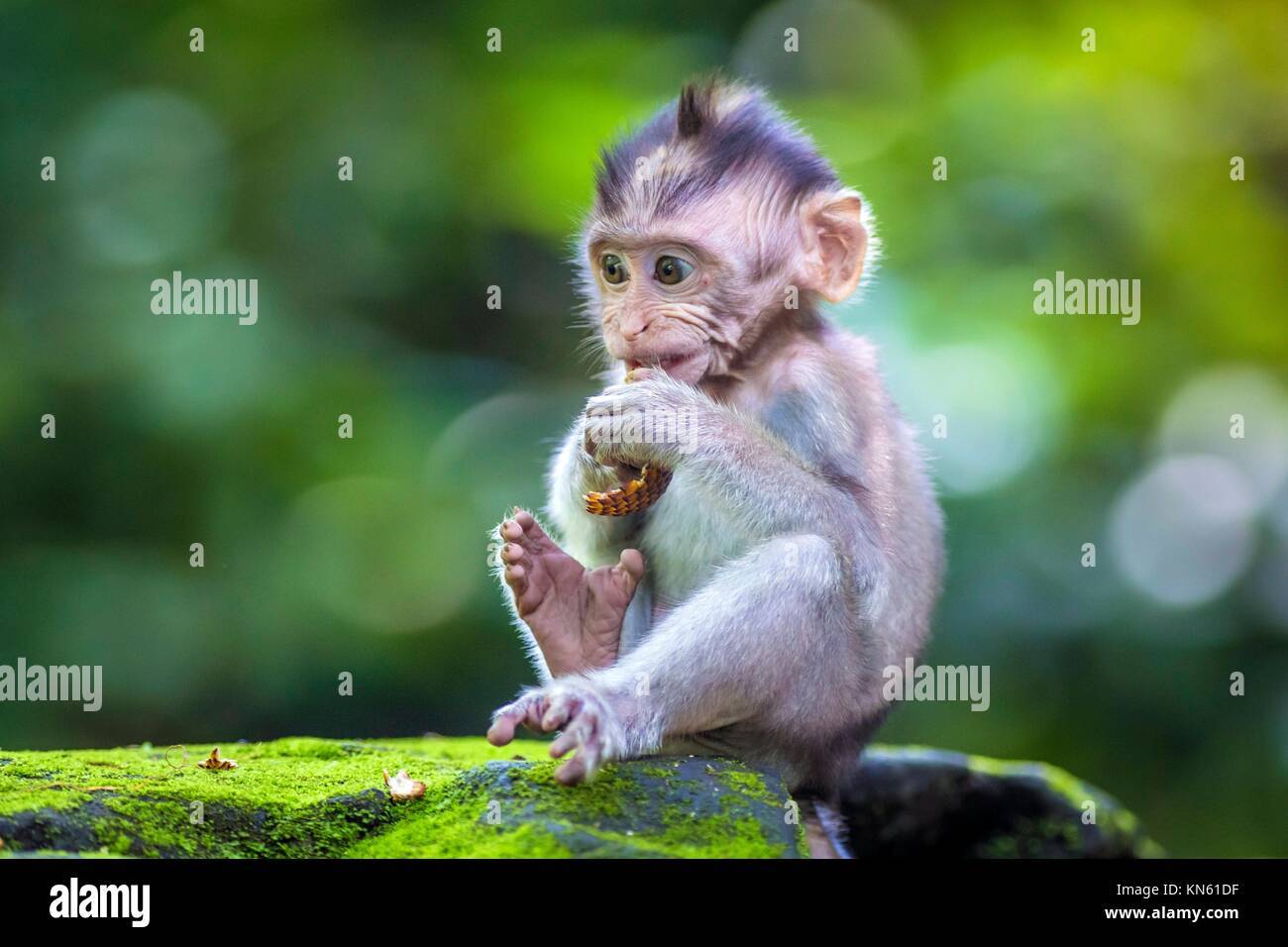 Cute Little Baby Monkeys