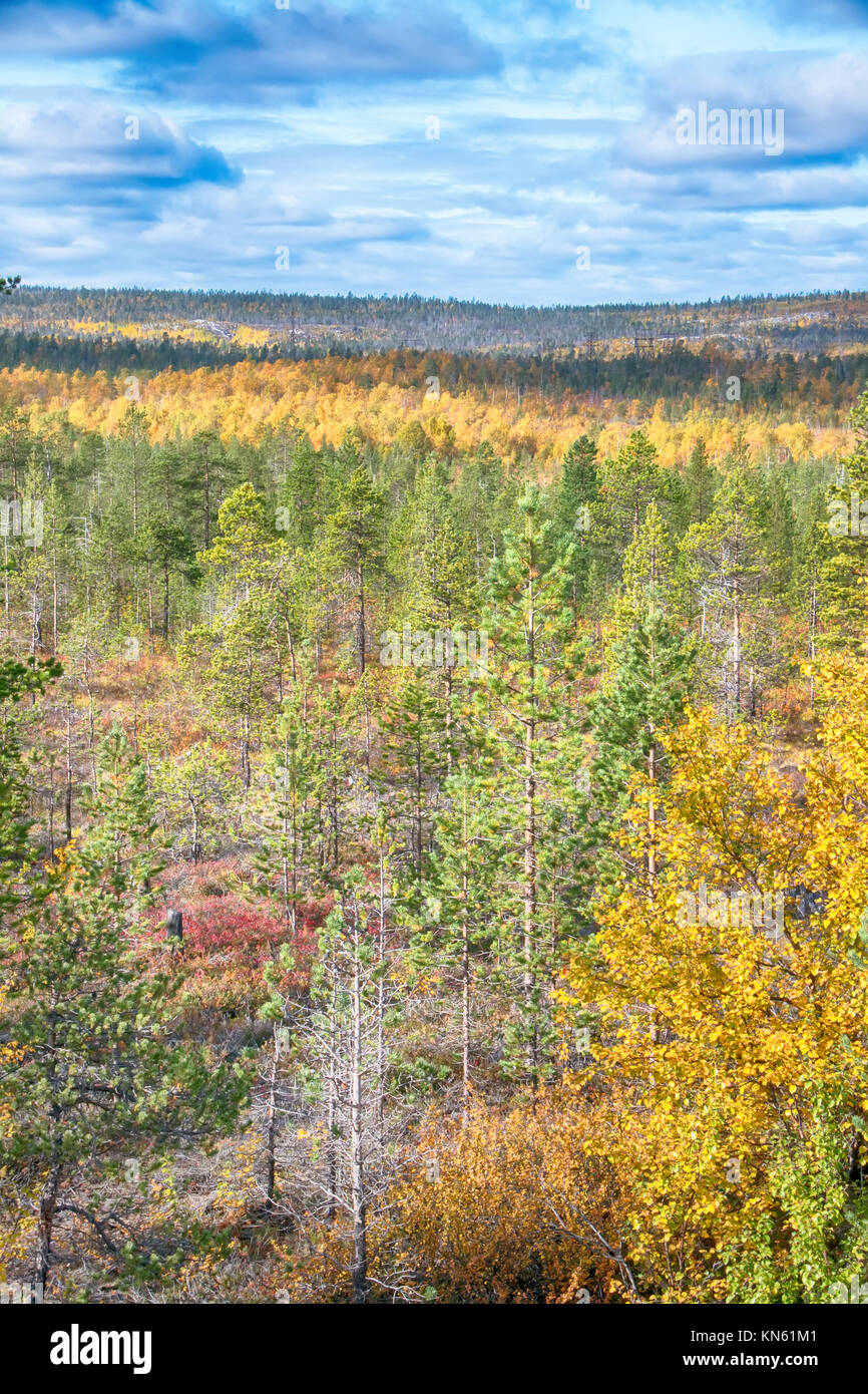 Mellow autumn. Midst of autumn in Boreal coniferous forests (taiga ...