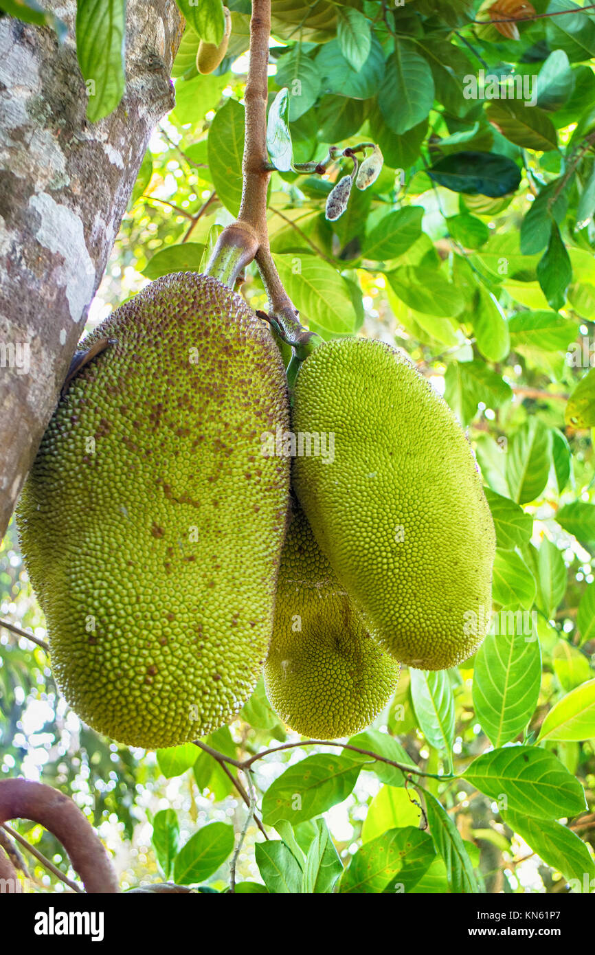 Breadfruit on tree. ripe fruit of tropical gardens Stock Photo - Alamy