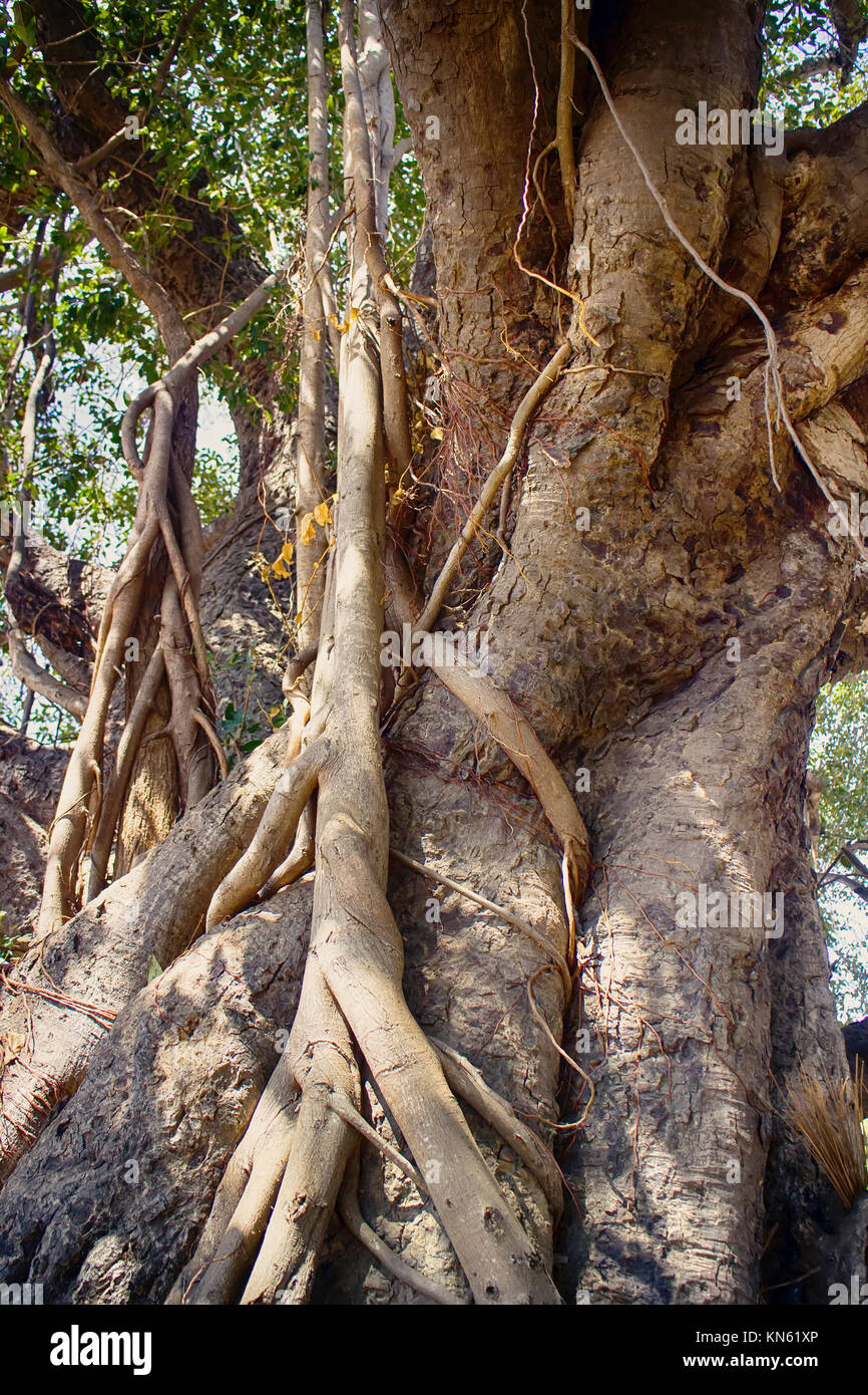 Large ficus. Sacred Banyan tree in India (animism Stock Photo - Alamy