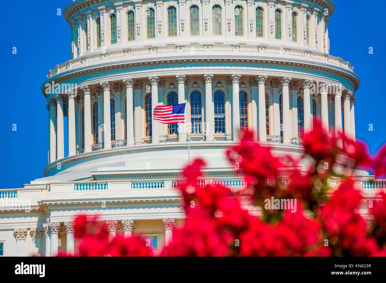 Capitol building Washington DC pink flowers garden USA congress US ...