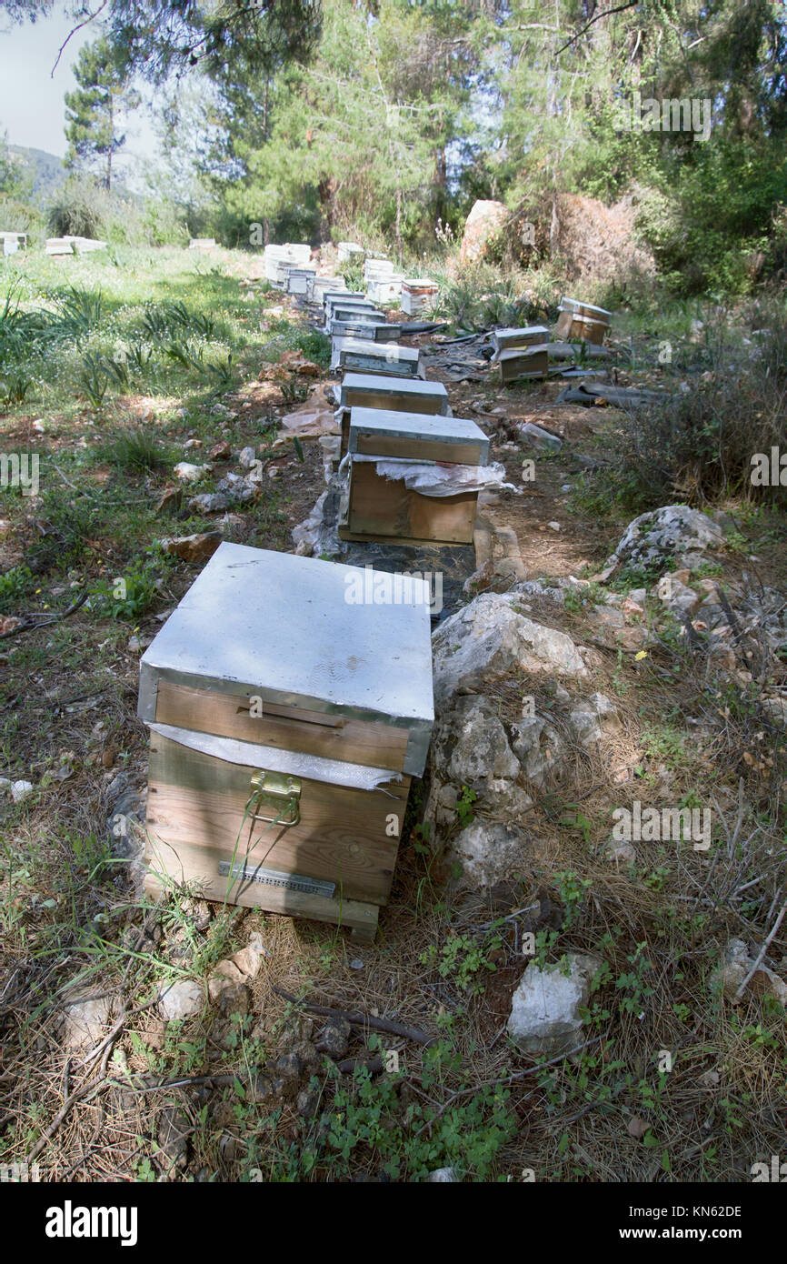 Hives and other beekeeping appliance for breeding bees and obtaining ...