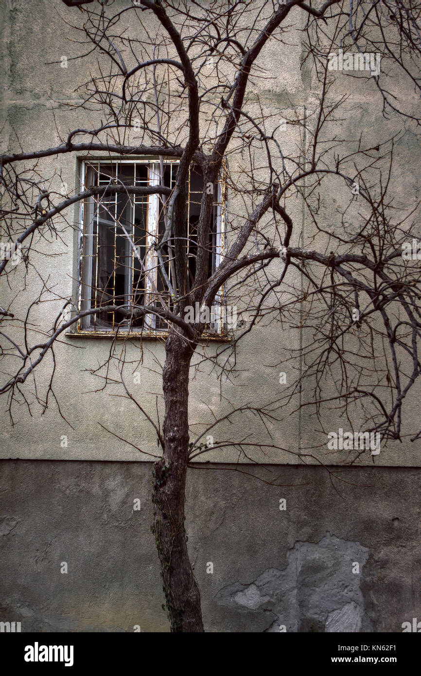 Abandoned house. Window with broken glass and tree with bare branches ...