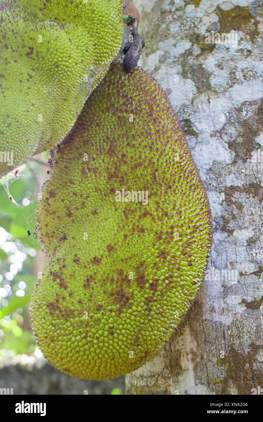 Breadfruit on tree. ripe fruit of tropical gardens Stock Photo - Alamy