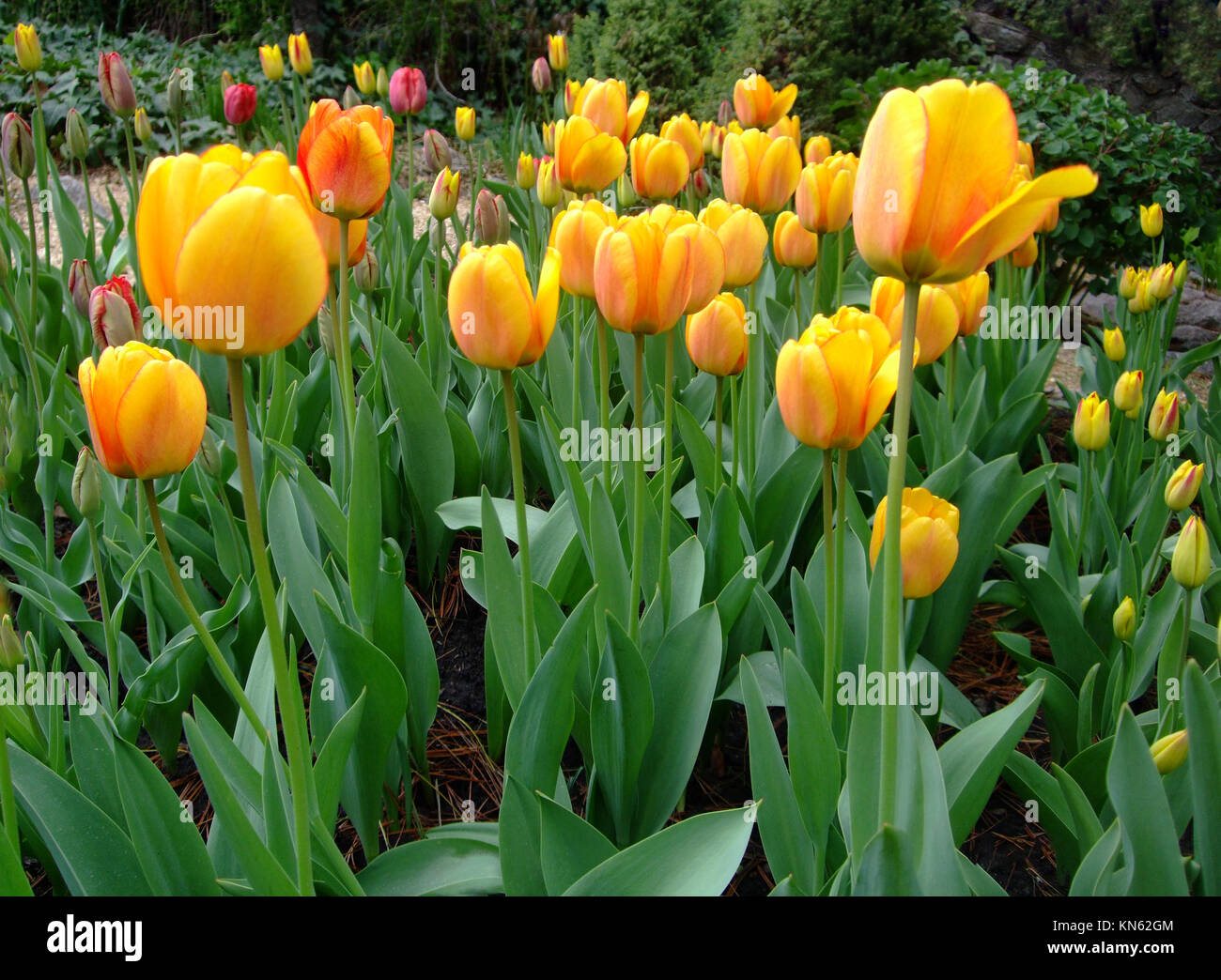 Yellow Orange tulips grow in the botanical garden Stock Photo - Alamy