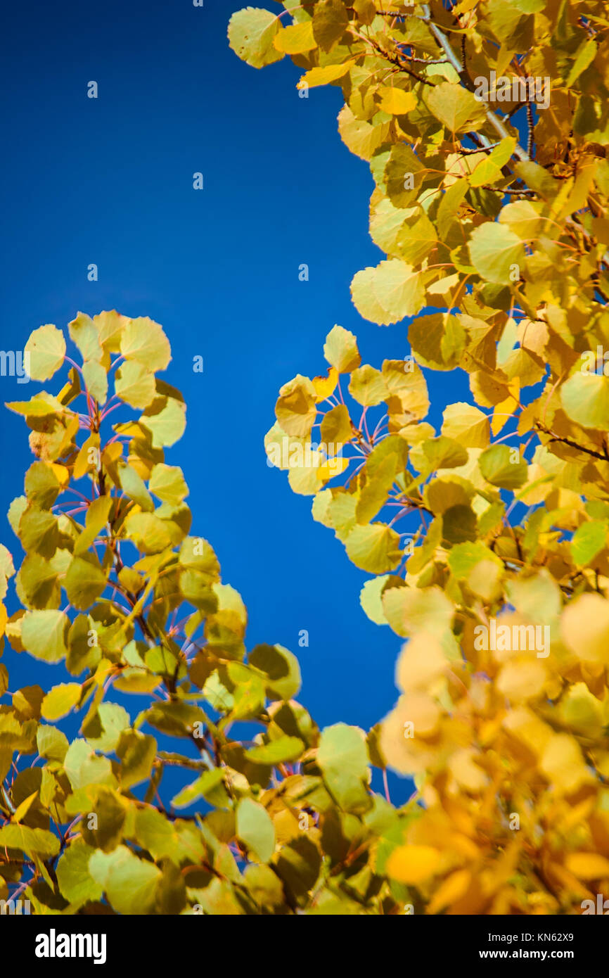 Autumn yellow foliage. Aspen leaves like gold coins. The contrast of ...