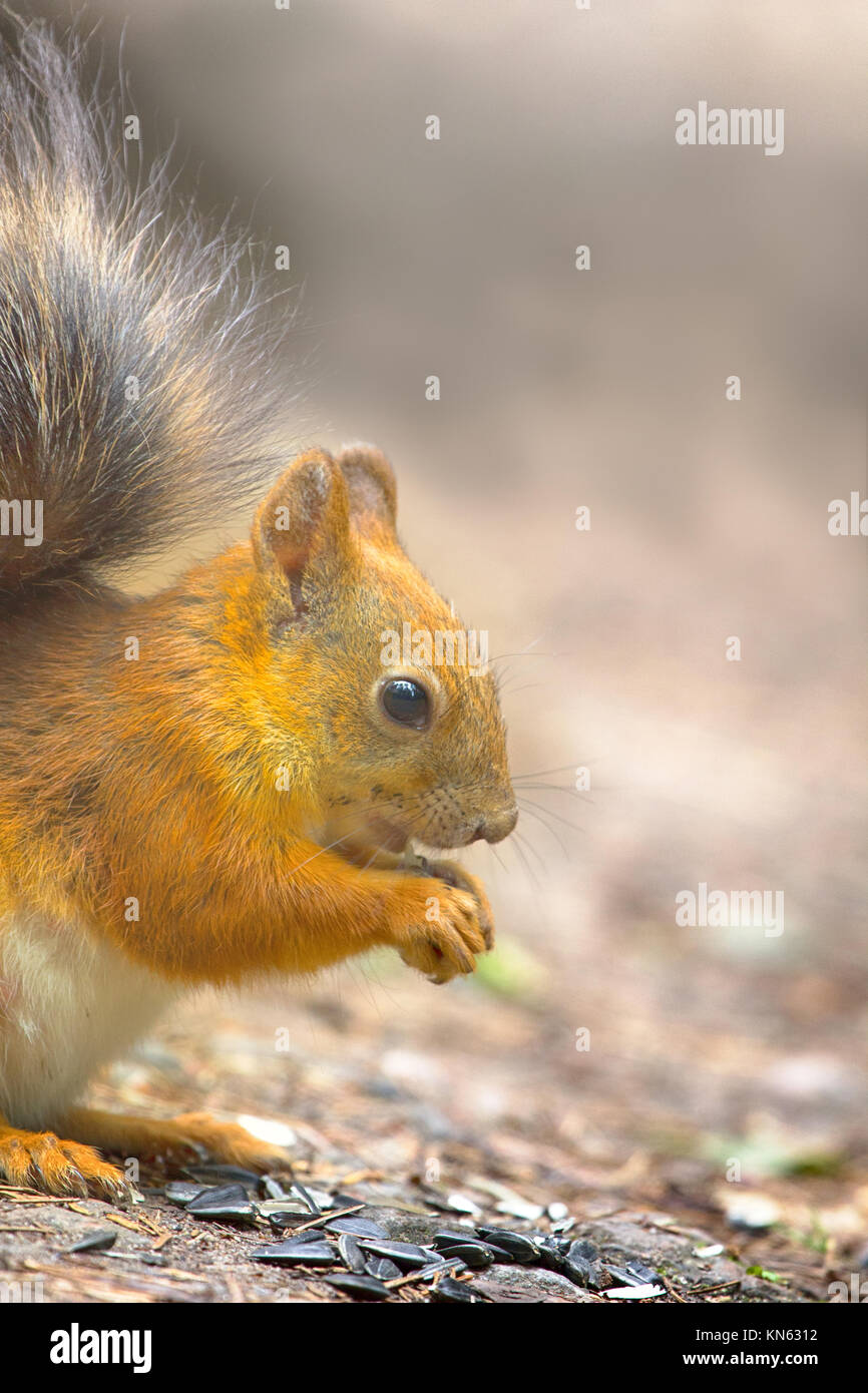 Red Squirrel on the gravel path in the Park. The animal begs and eats ...