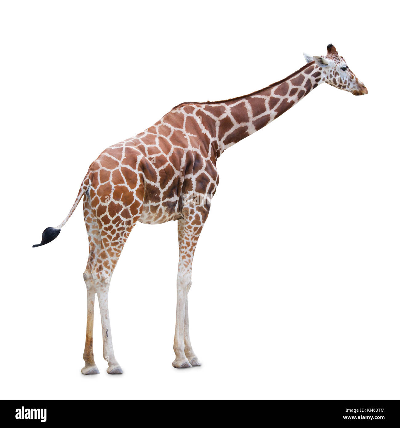 Giraffe isolated on white background Stock Photo - Alamy