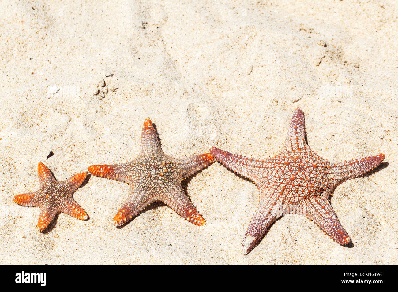 Three starfish on sand of tropical sea beach Stock Photo - Alamy