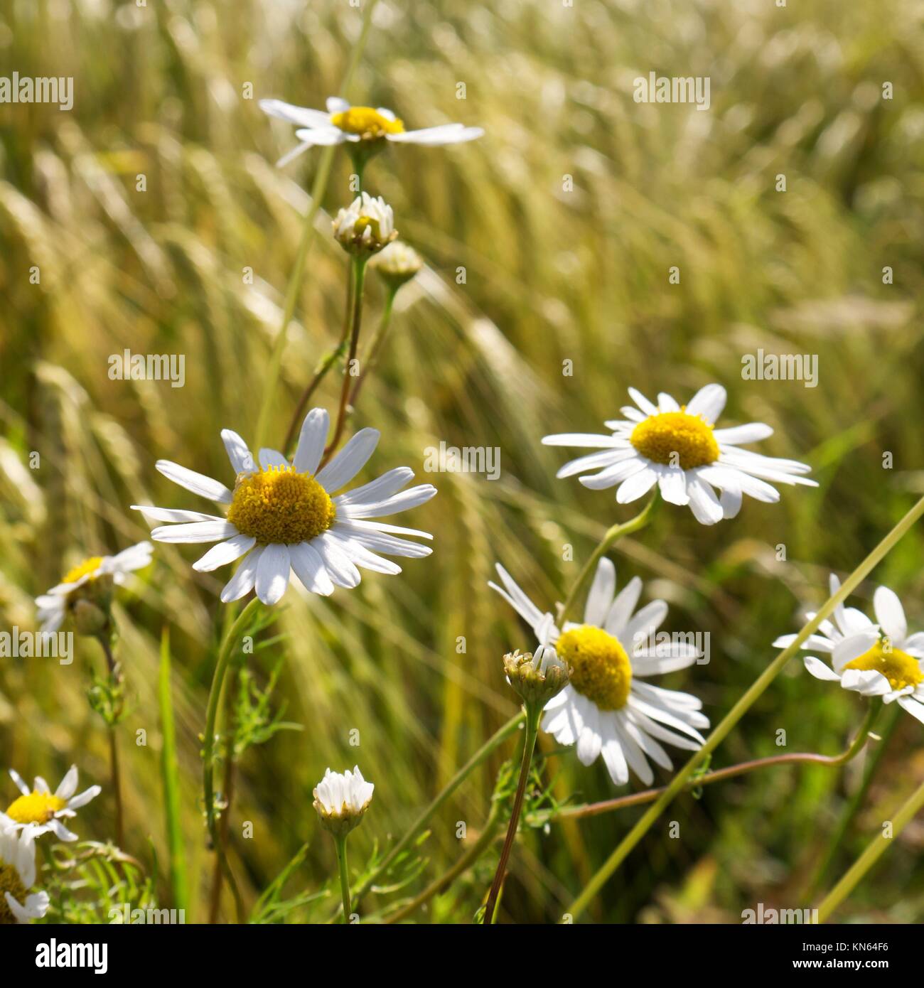 Corn camomile hi-res stock photography and images - Alamy
