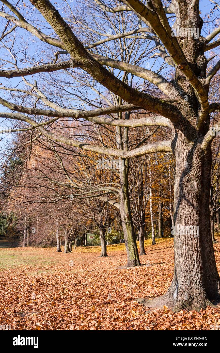 Repose in a park hi-res stock photography and images - Alamy