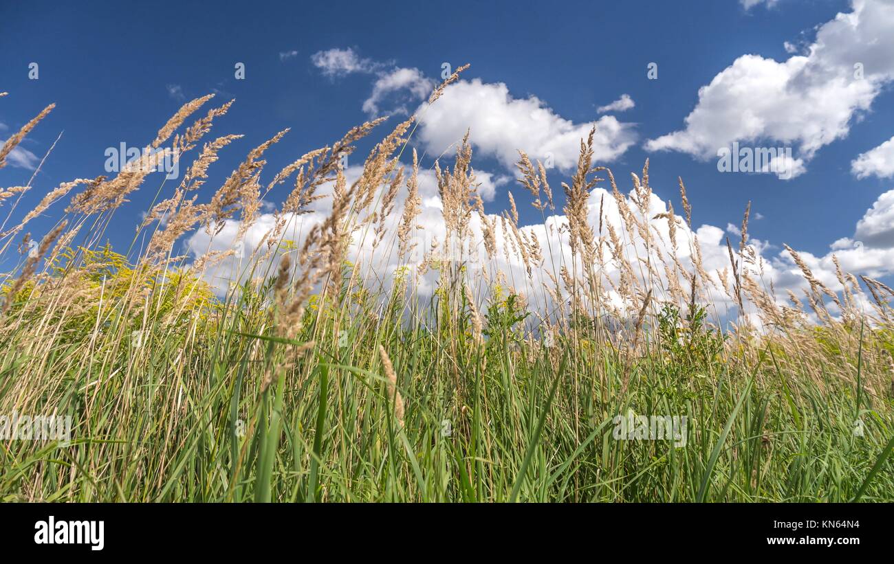 Summer atmosphere hi-res stock photography and images - Alamy