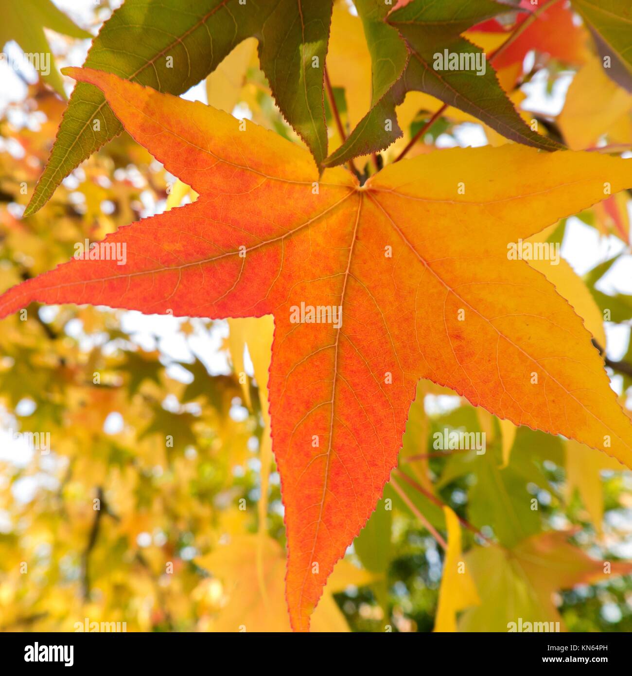 Leaf star hi-res stock photography and images - Alamy