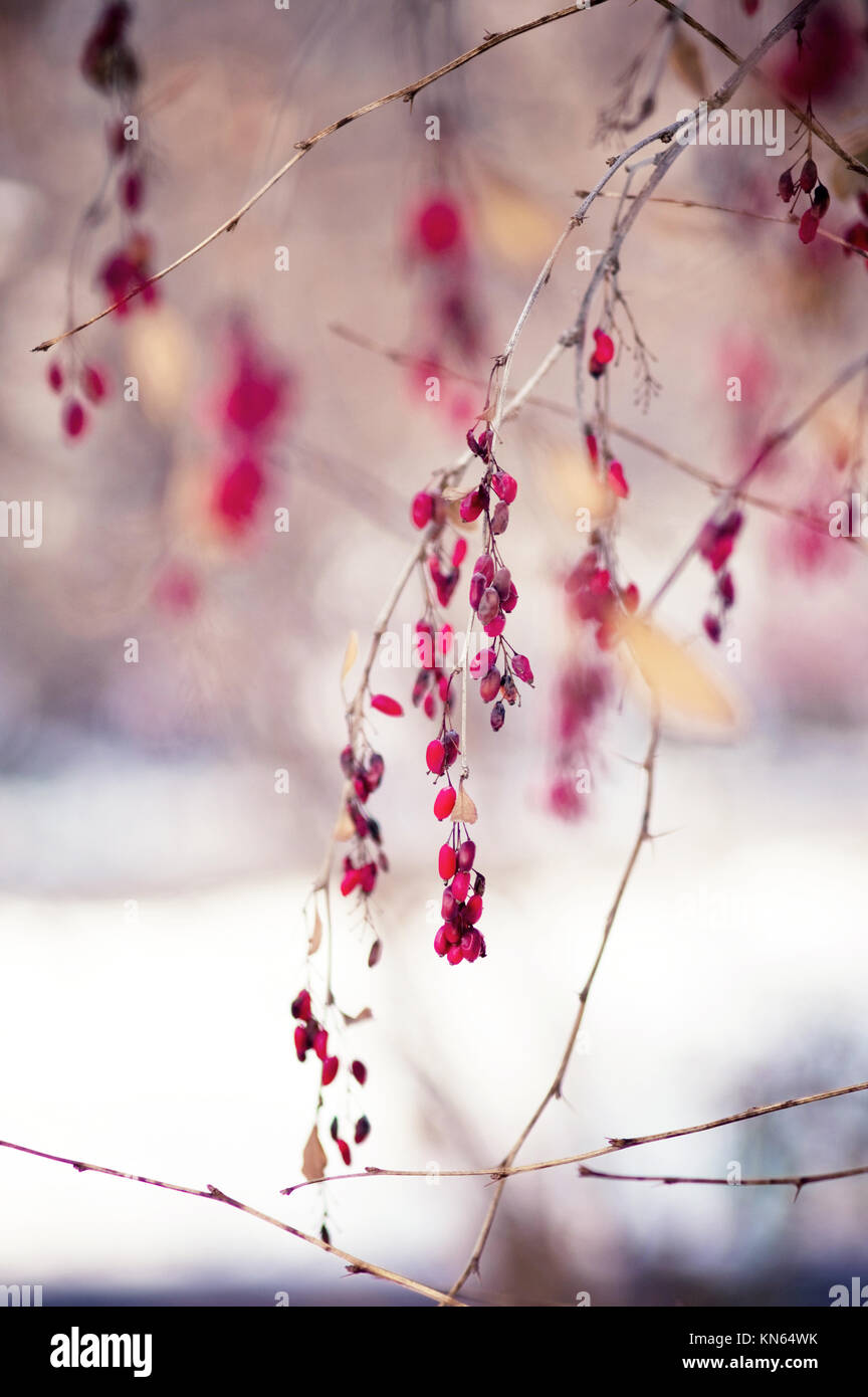 Frozen red berries at winter Stock Photo - Alamy