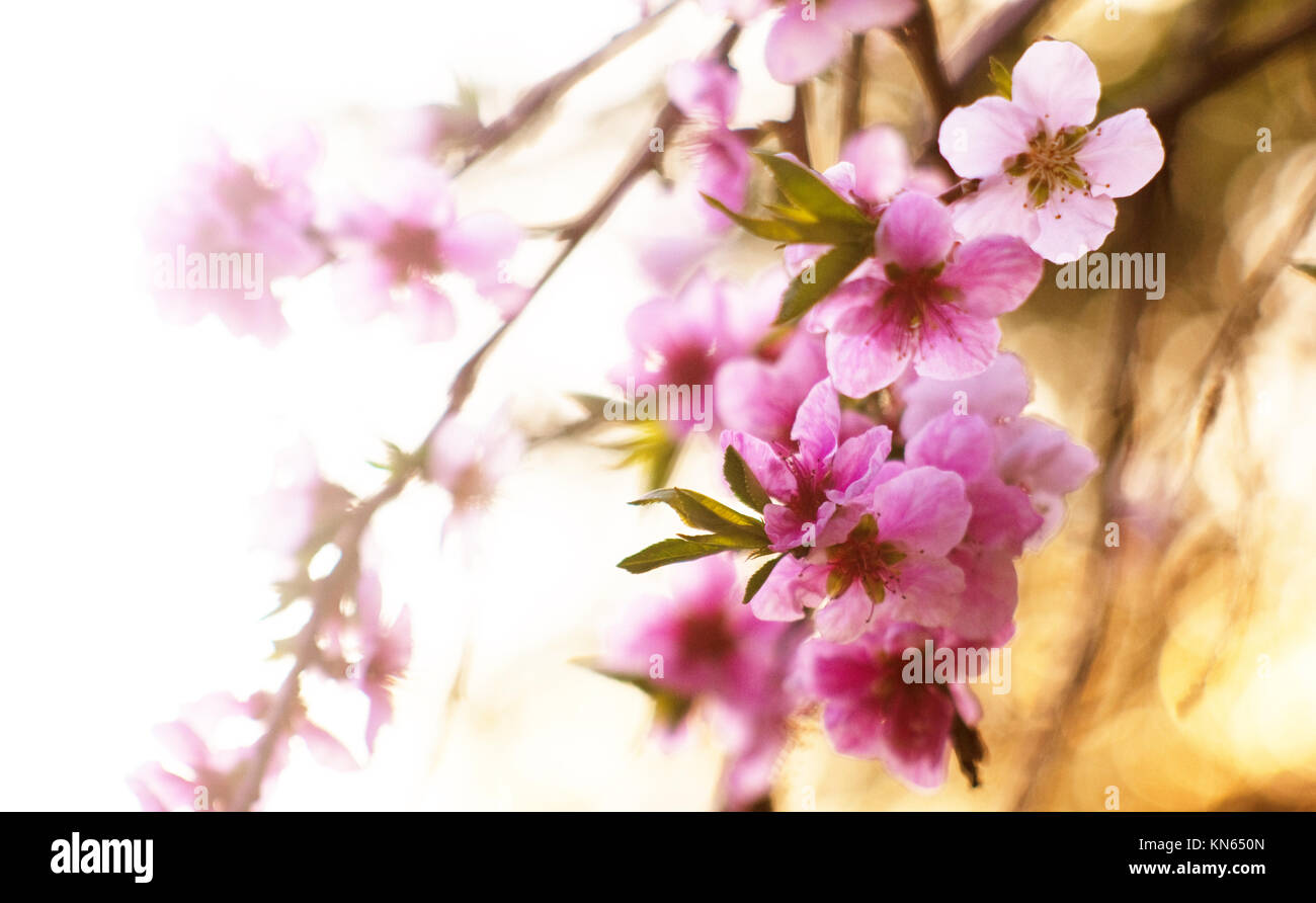 Blooming pink flowers on tree branches Stock Photo - Alamy