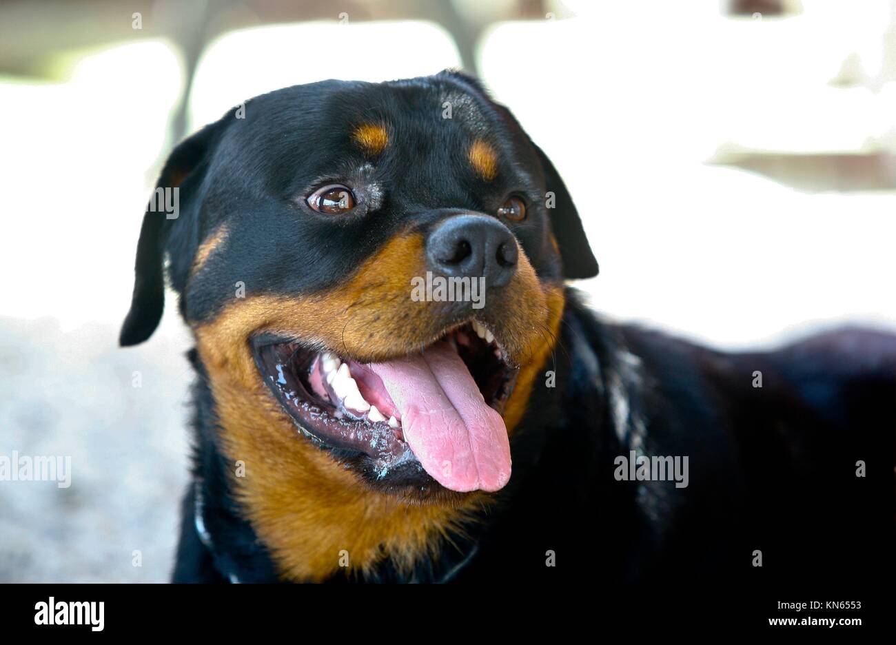 Most Muscular Rottweiler