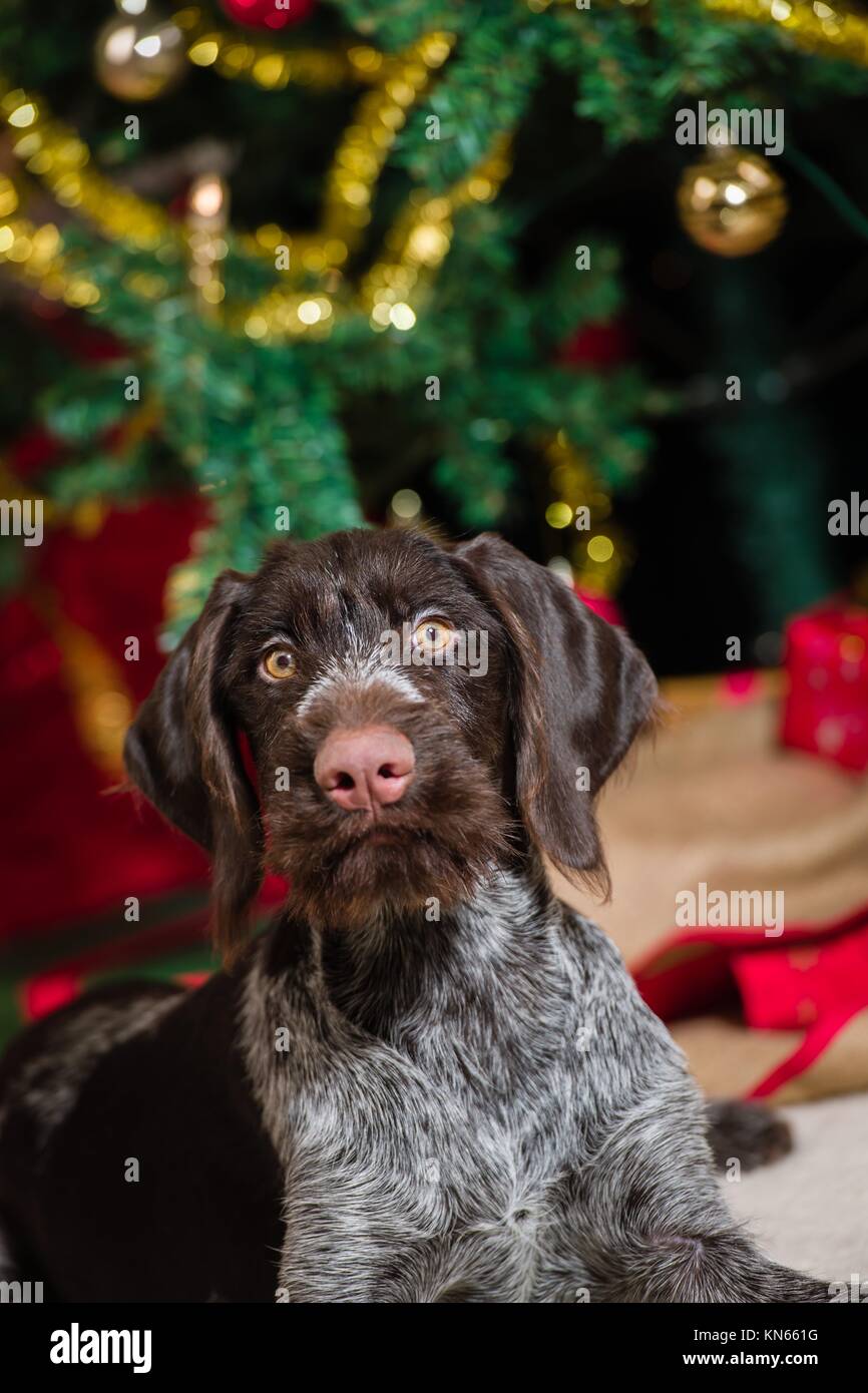 German wirehaired pointer puppy, Christmas tree and presents on ...