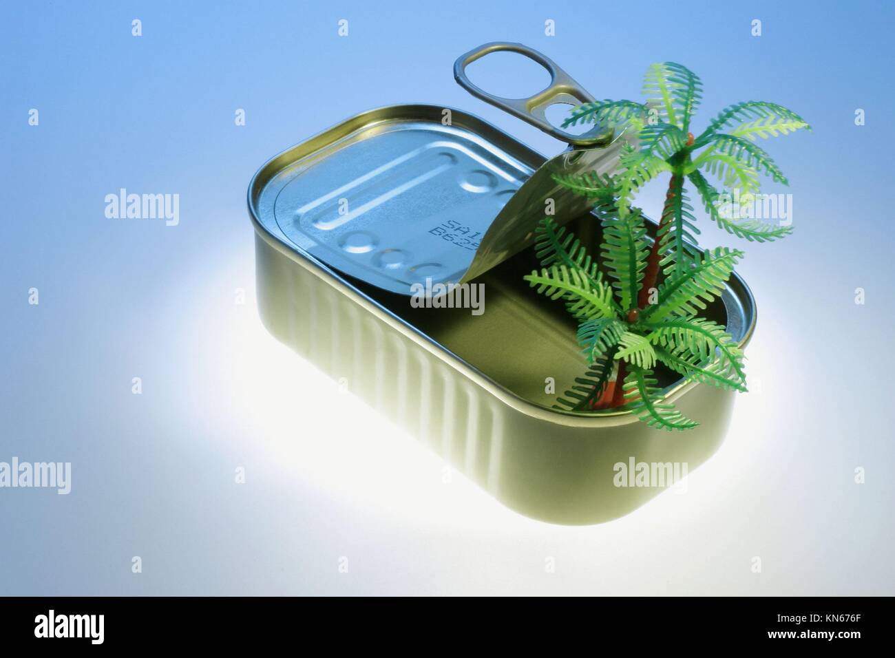 Miniature Palm Trees in Tin Can Stock Photo - Alamy