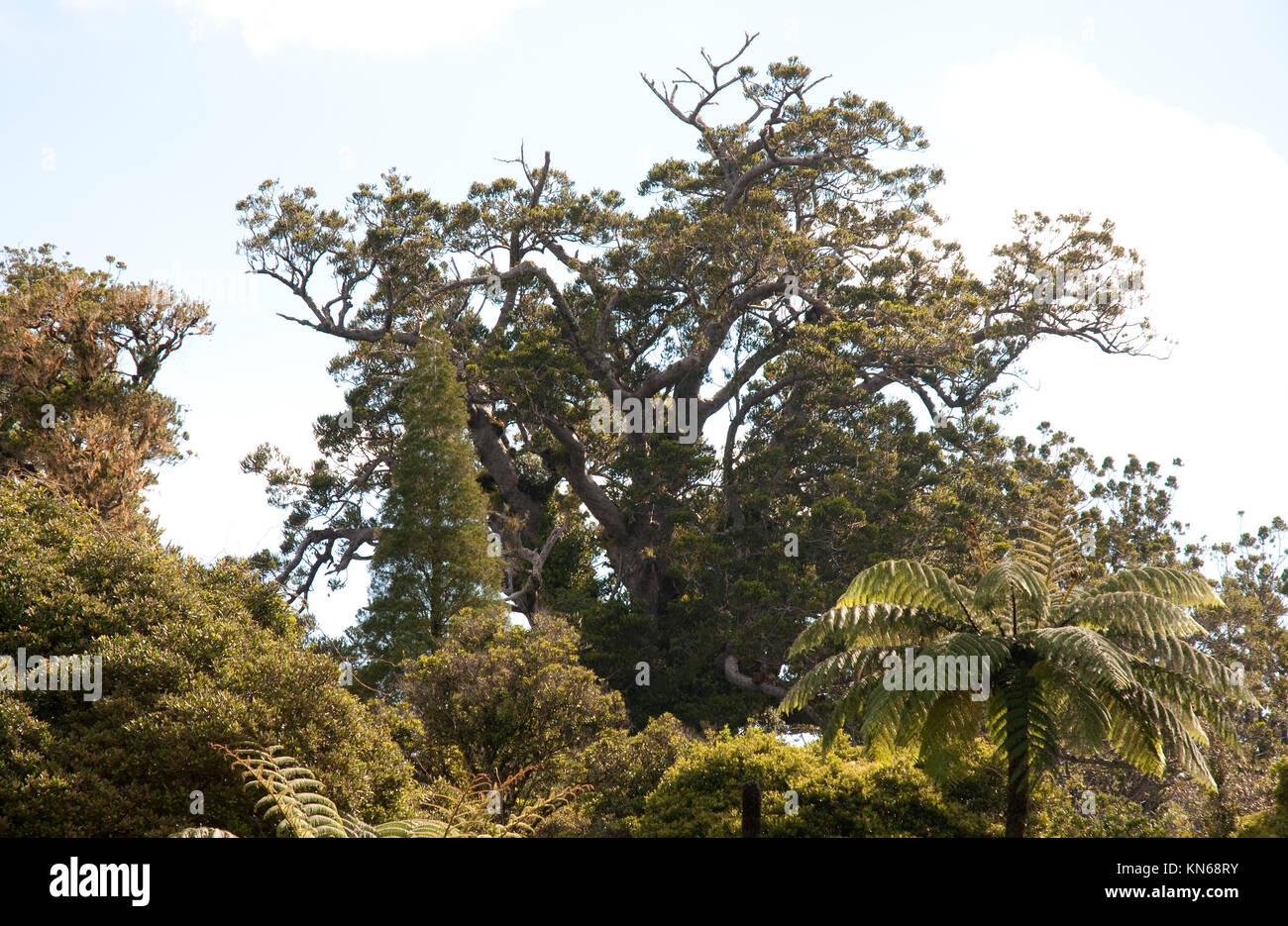Maori tradition hi-res stock photography and images - Alamy