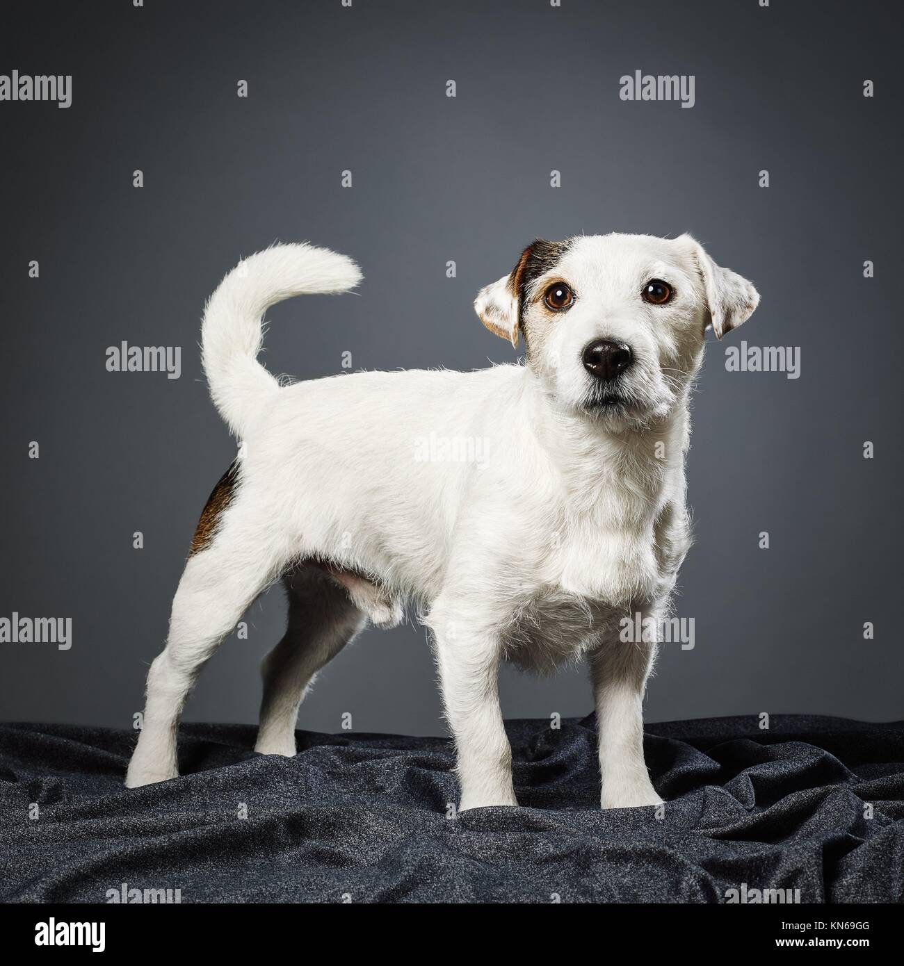 Jack russell terrier white background hi-res stock photography and ...