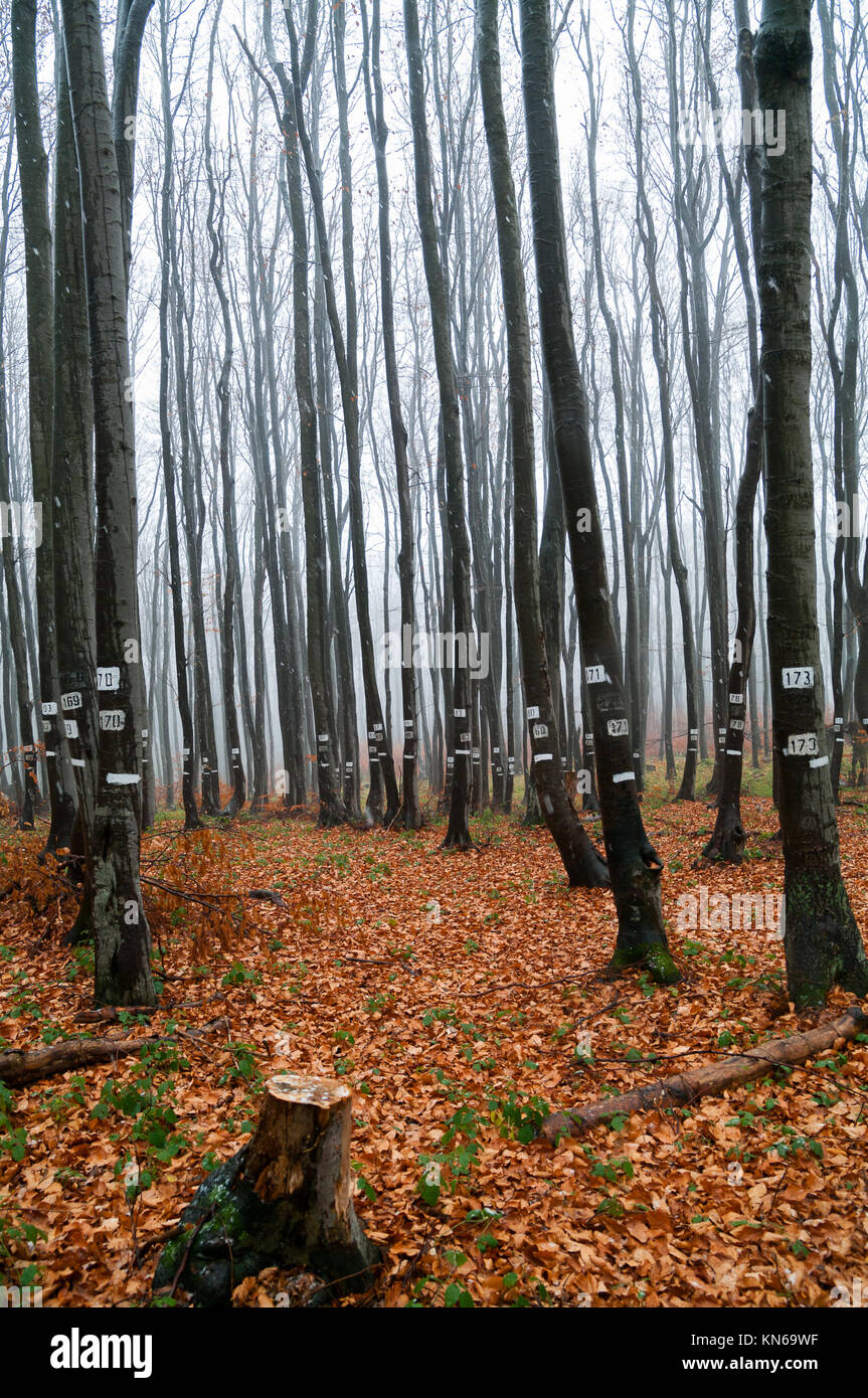 Tagged trees. Wood Industry and Logging Stock Photo - Alamy