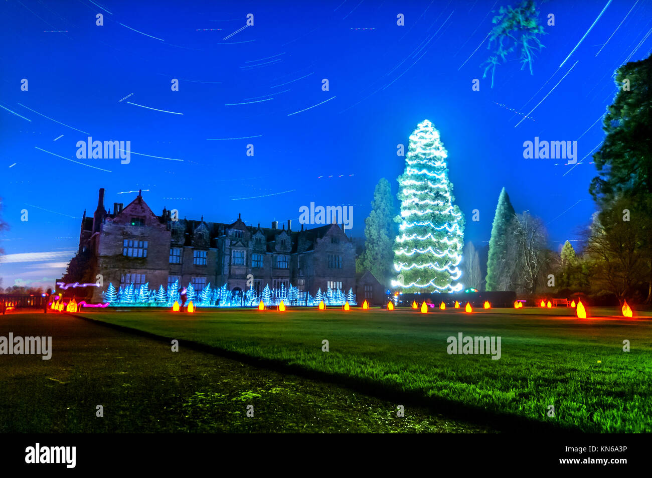 The UK's tallest living Christmas tree, measuring 118ft tall and ...