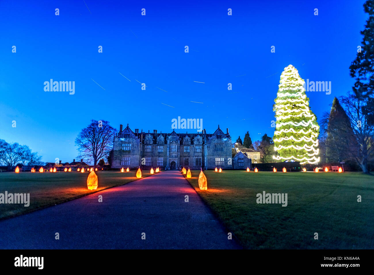 The UK's tallest living Christmas tree, measuring 118ft tall and ...
