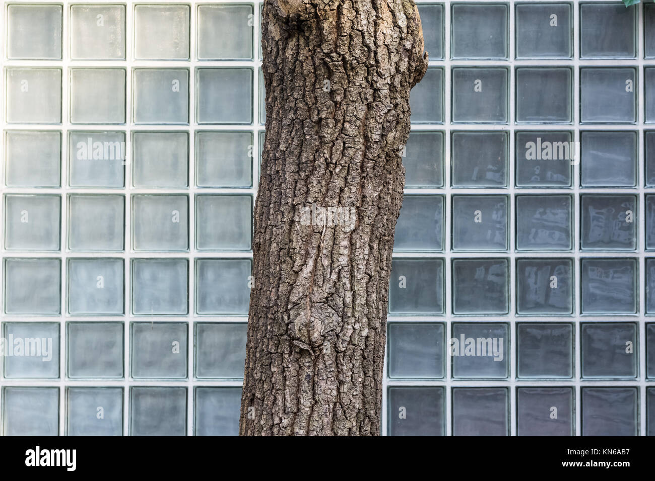 Tree Abstract Glass Texture Background Division Cubes Architecture Park ...
