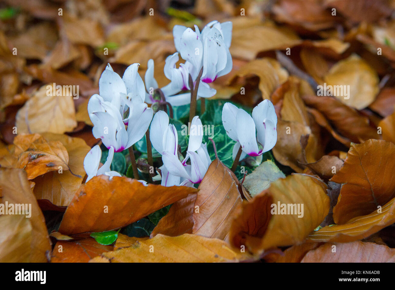 A Crocus flower amongst fallen autumn leaves Stock Photo - Alamy