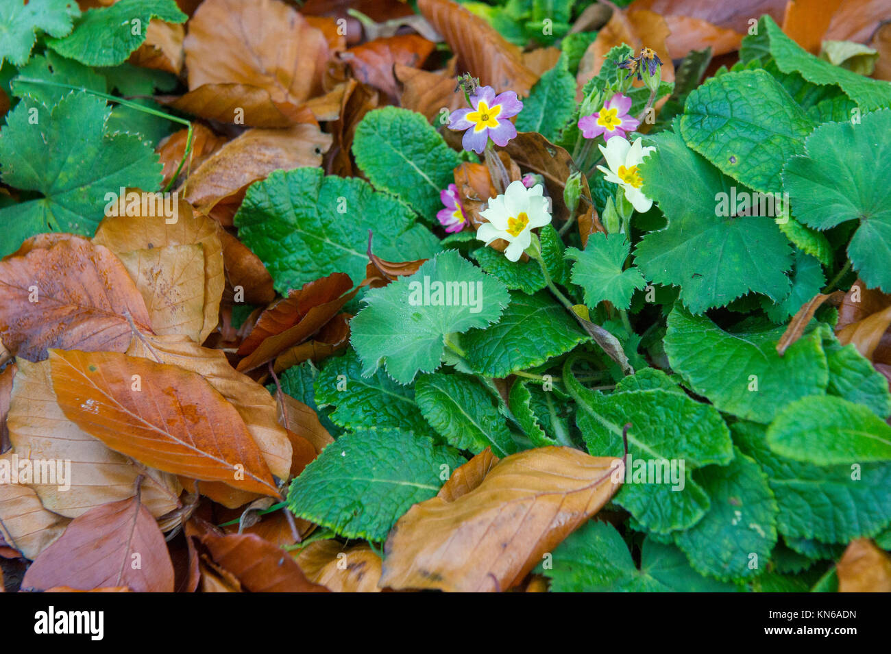 A Primrose flower amongst fallen autumn leaves Stock Photo - Alamy