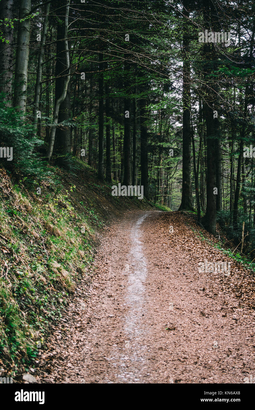 Pathway road in the middel of a forest going uphill Stock Photo - Alamy