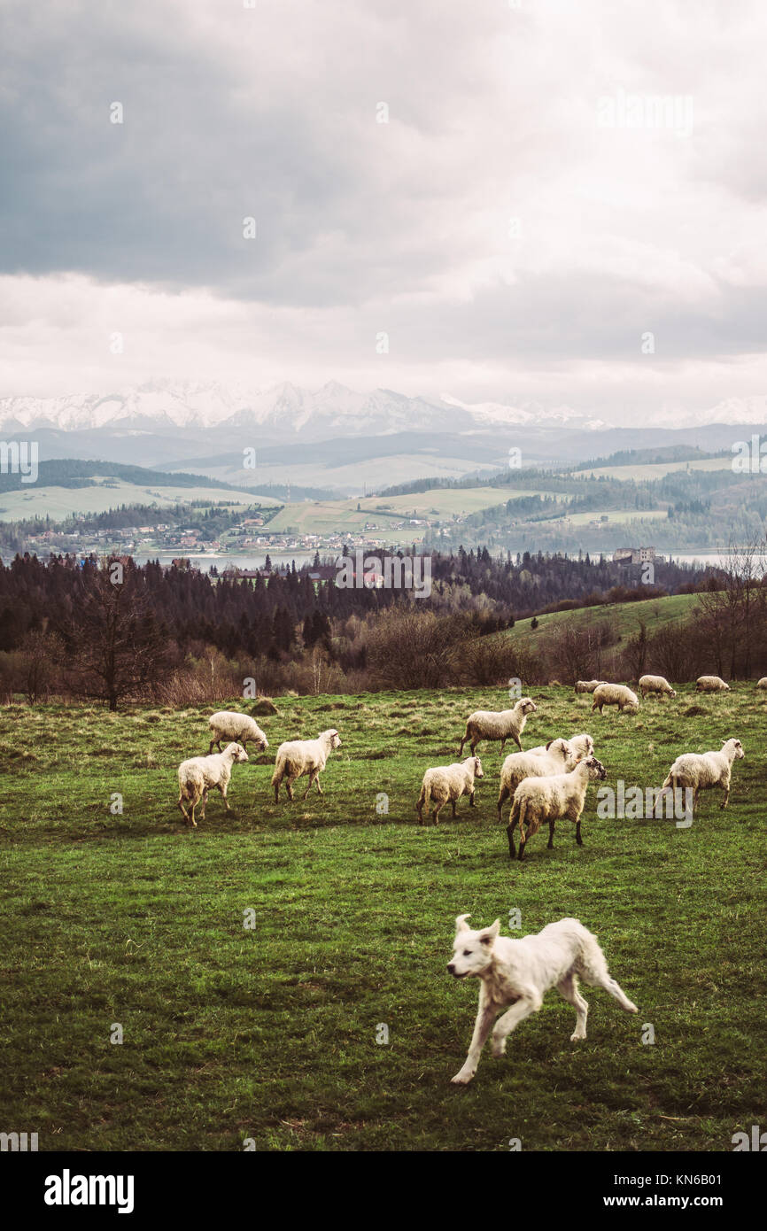 Sheepdog with sheep hi-res stock photography and images - Alamy