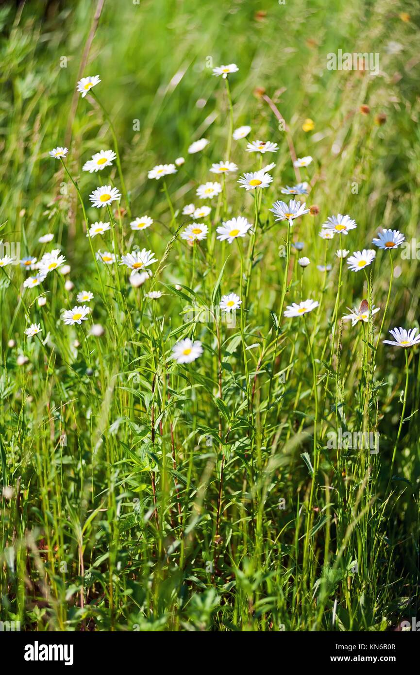 Beautiful little wild flower hi-res stock photography and images - Alamy