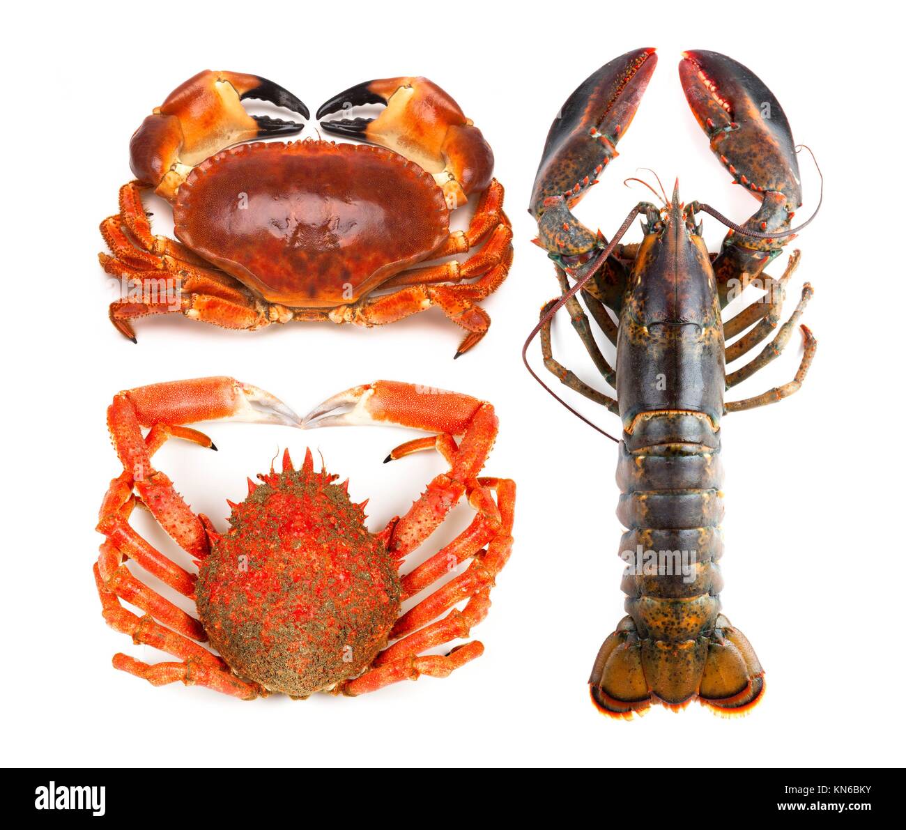 Green seafood hi-res stock photography and images - Alamy