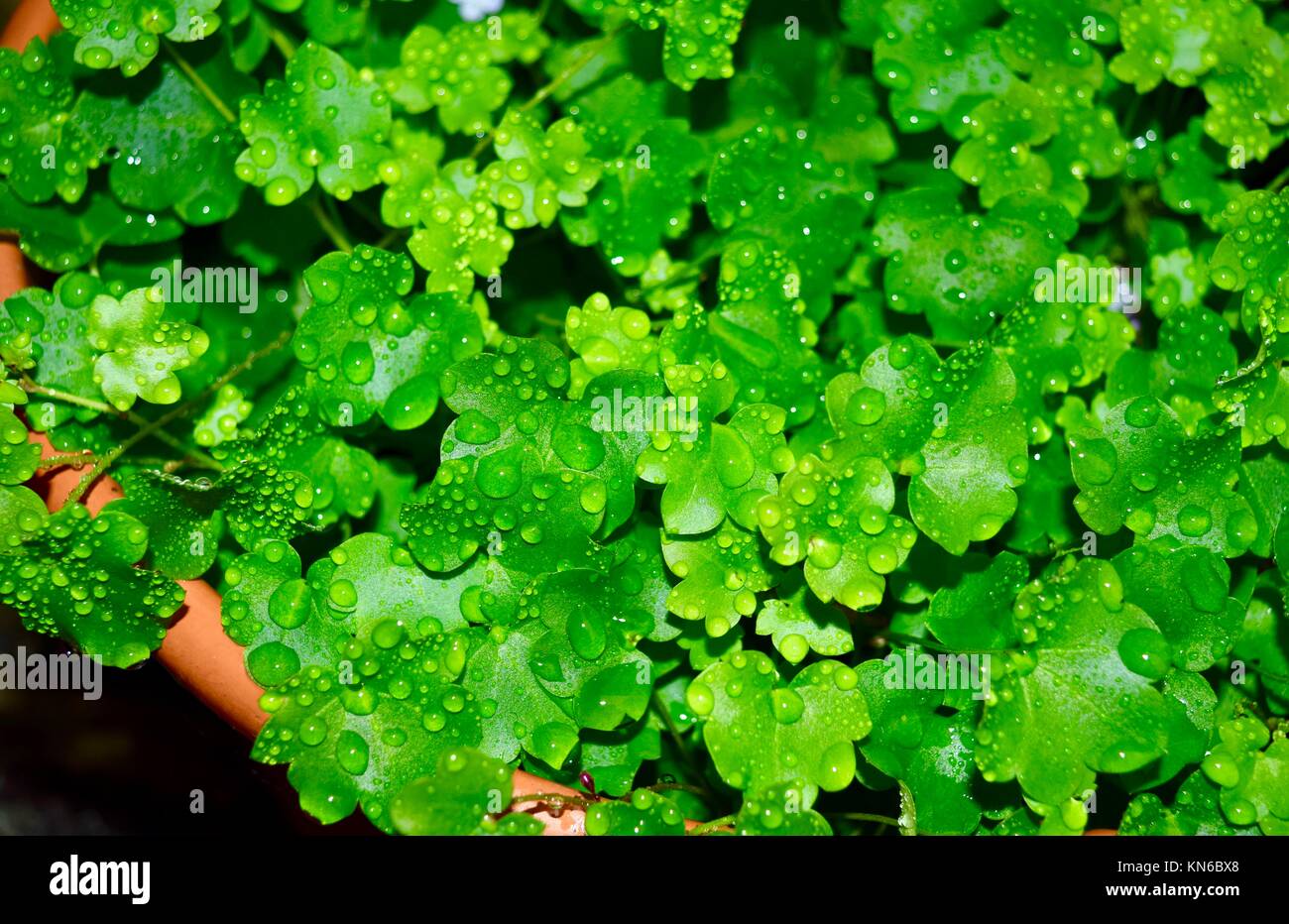 Close up of rain droplets on small green leaves Stock Photo - Alamy