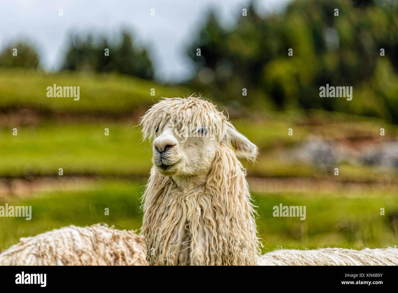 Head of White Lama in Ancient Inca Citadel, Cuzco, Peru Stock Photo - Alamy