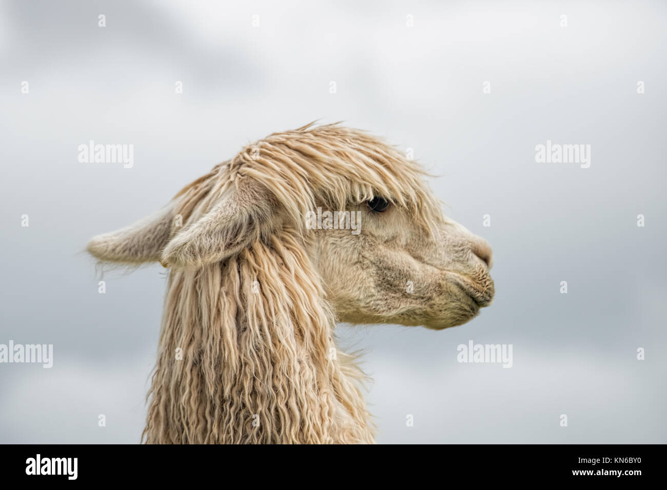 Lamas inca hi-res stock photography and images - Alamy