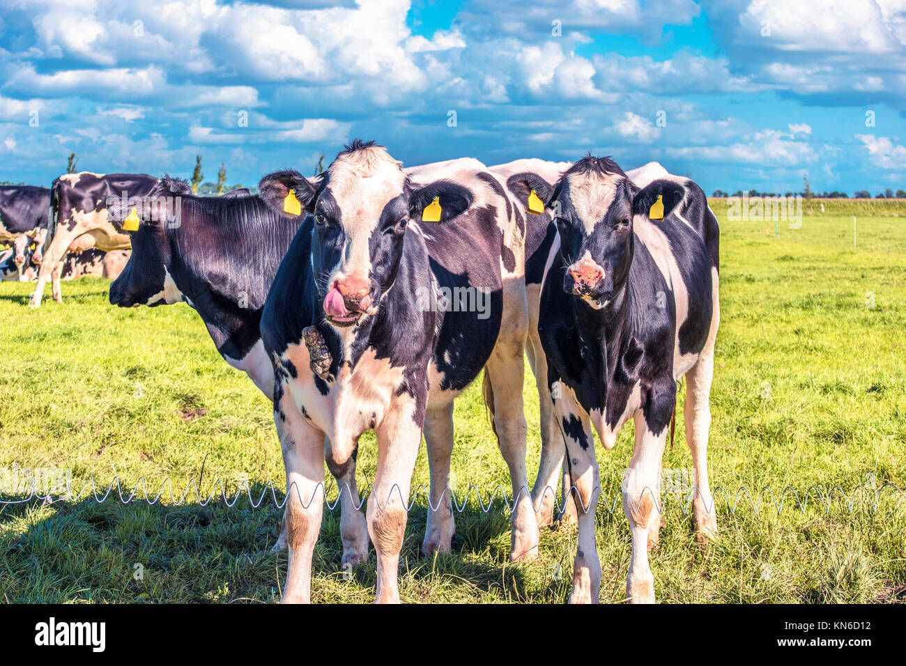 Dutch cows in the meadow Stock Photo - Alamy