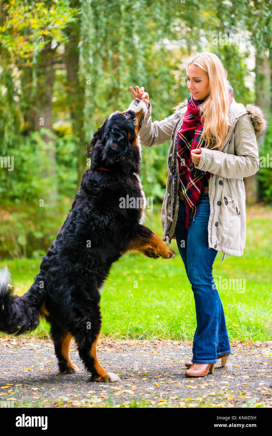 Dog in park sit up and beg for woman Stock Photo - Alamy