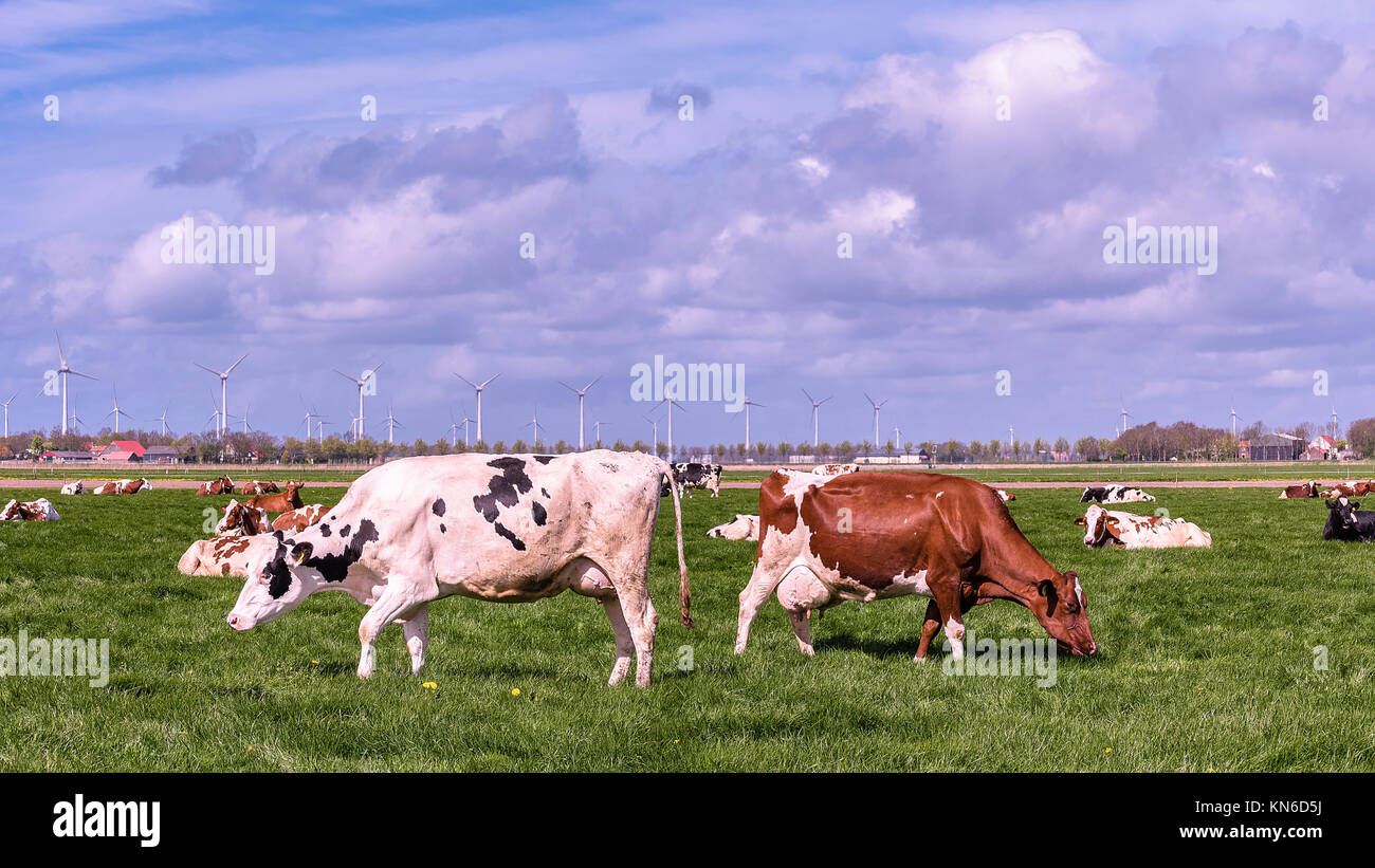 Dutch cows in the meadow Stock Photo - Alamy