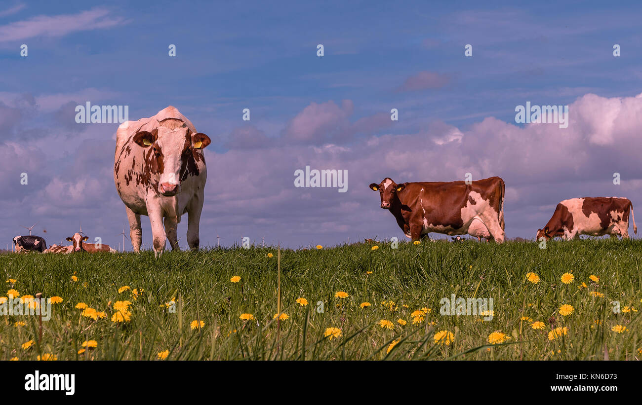 Dutch cows in the meadow Stock Photo - Alamy