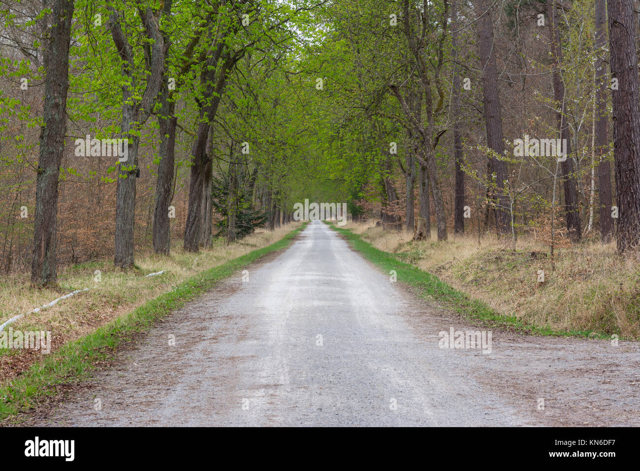 Long Gravel Path Through Park Forest Straight Trees Arching Autumn ...