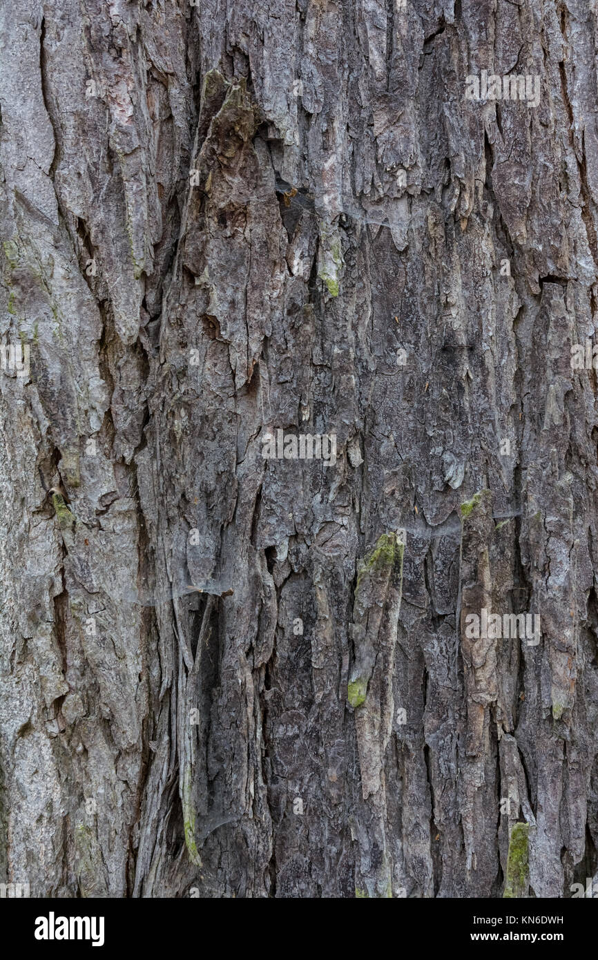 Tree Rough Bark Texture Brown Closeup Stock Photo - Alamy