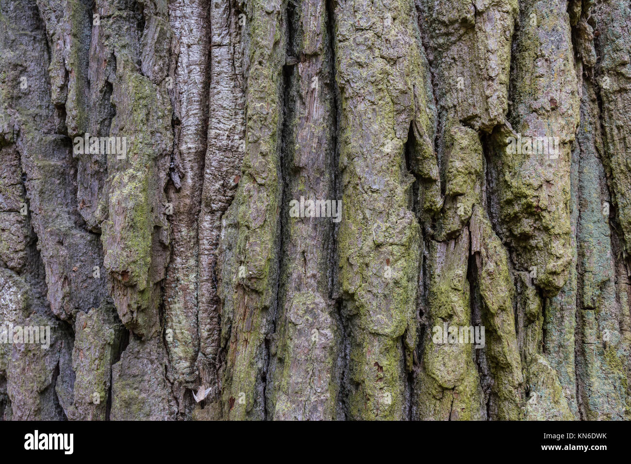 Tree Rough Bark Texture Brown Closeup Stock Photo - Alamy