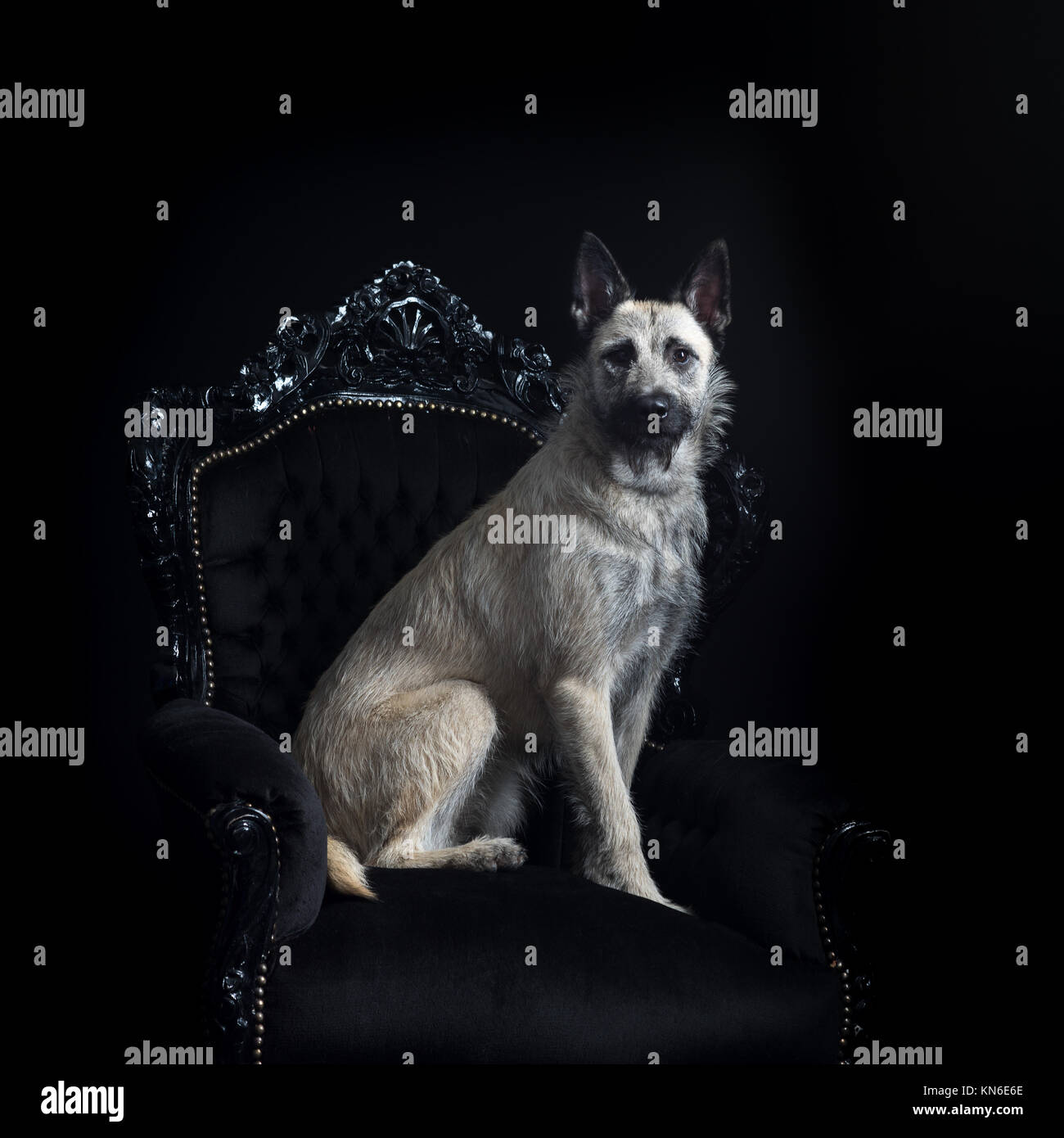 Young blonde female Dutch Shepherd isolated in chair in black ...