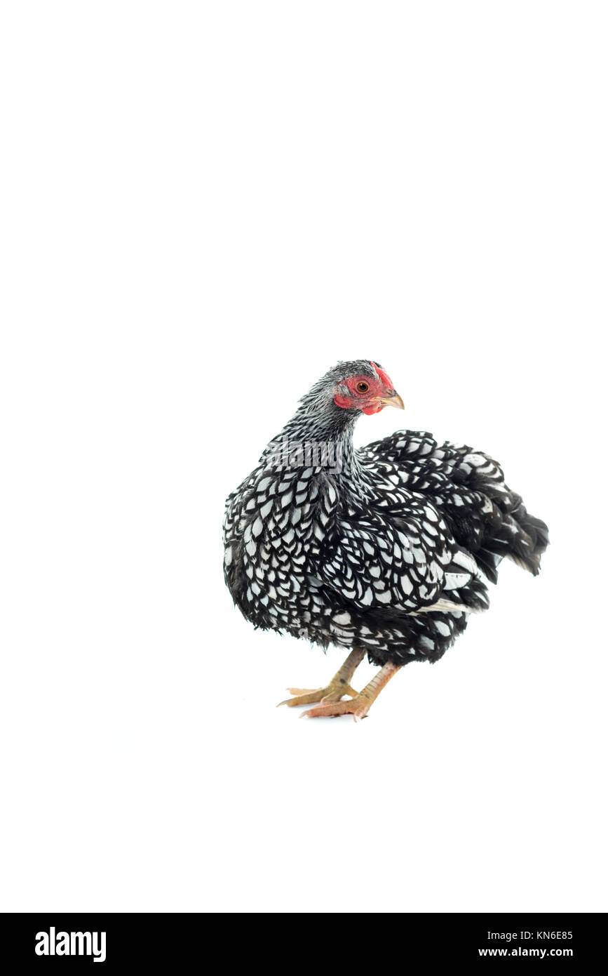 Wyandotte bantam Chicken silver laced isolated in white background ...