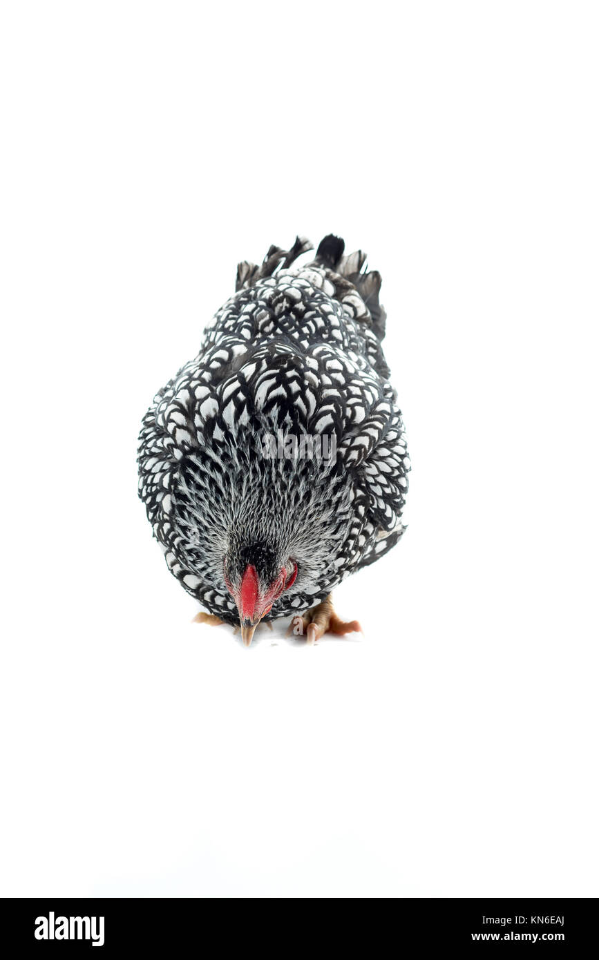 Silver laced wyandotte hi-res stock photography and images - Alamy