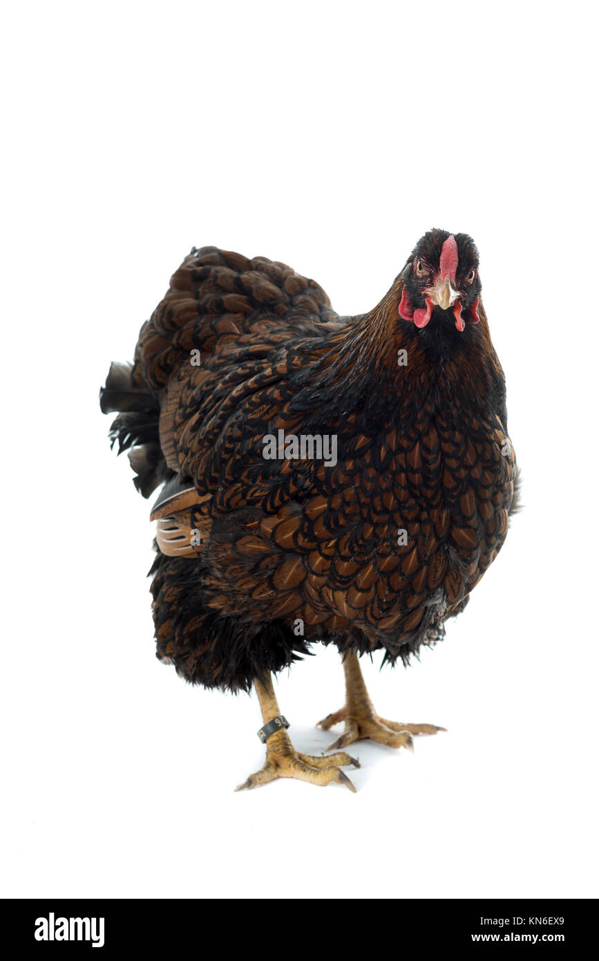 Big Wyandotte Chicken golden laced isolated in white background front ...