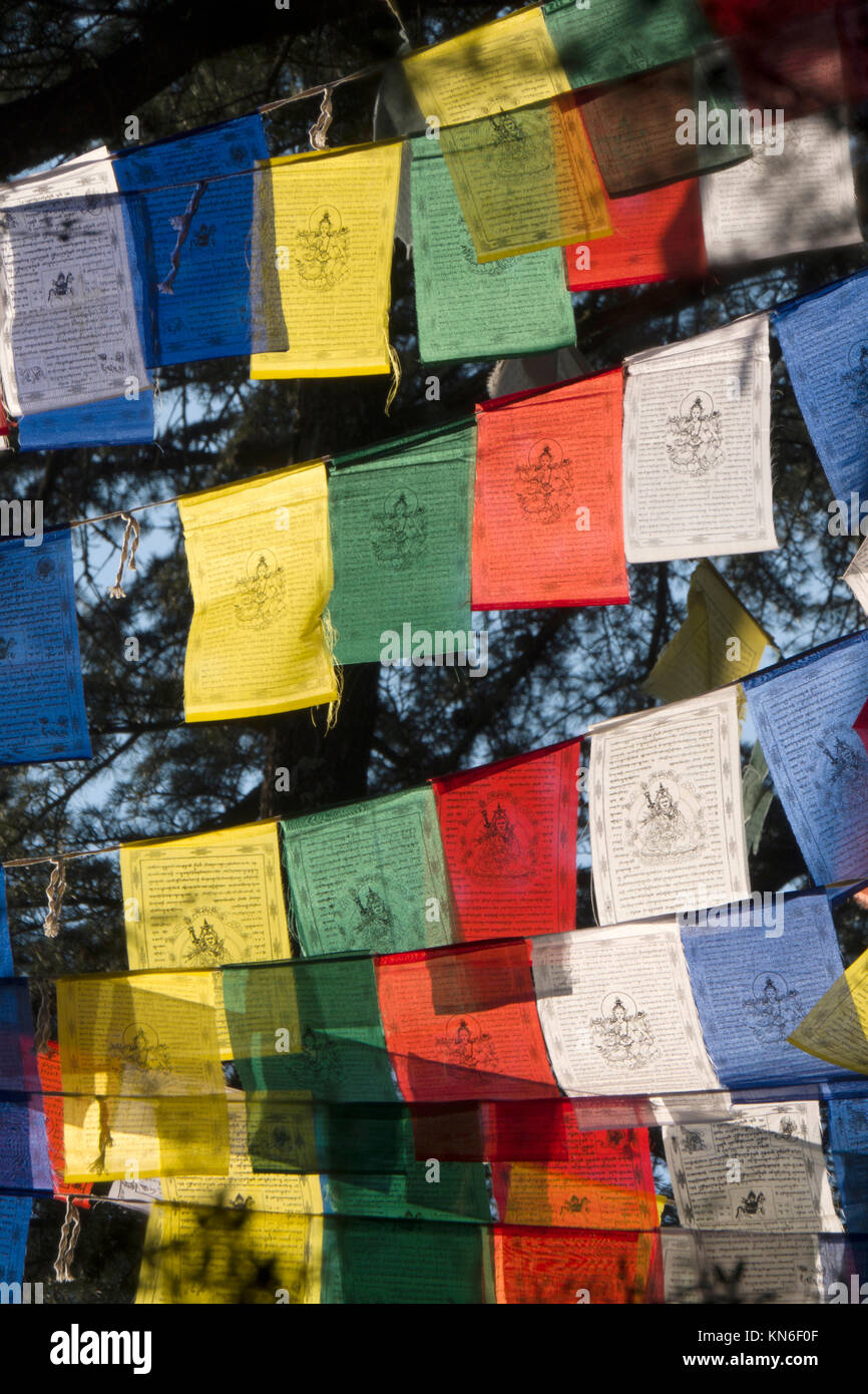 Tibetan prayer flags hanging from tress in forest at Mcleod Ganj, India ...