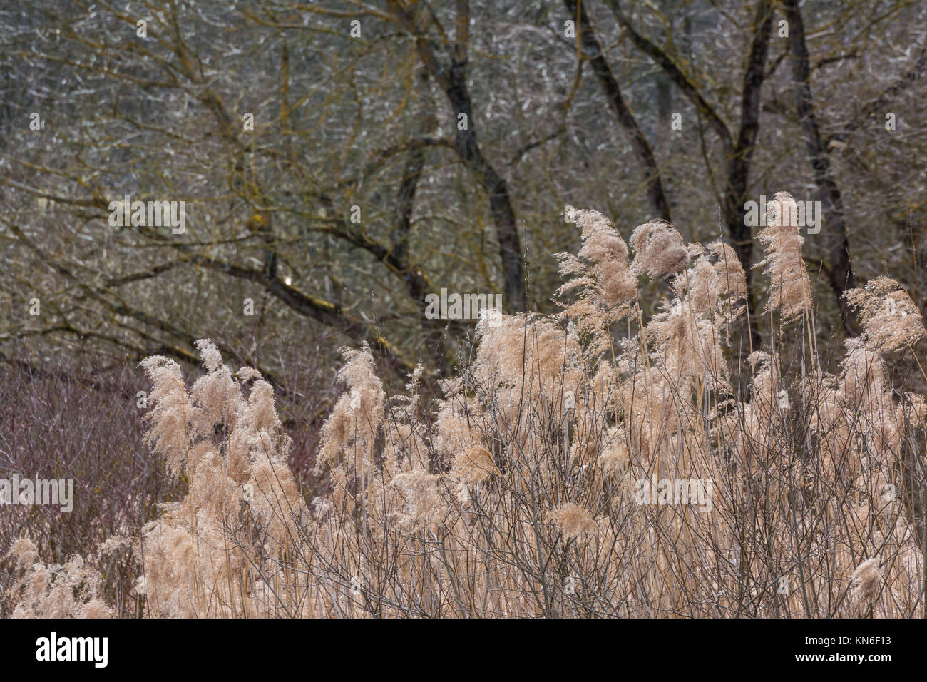 Grass Waving Wind Long Forest WIld Autumn Brown Background Tall Stock ...